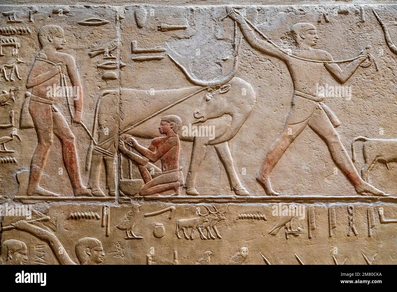 FARM WORK WITH THE ANIMALS, MILKING A COW, BAS-RELIEF IN THE MASTABA OF ...