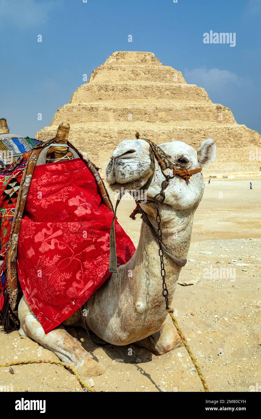 CAMEL IN FRONT OF THE STEP PYRAMID OF DJOSER, THE OLDEST EDIFICE IN ...