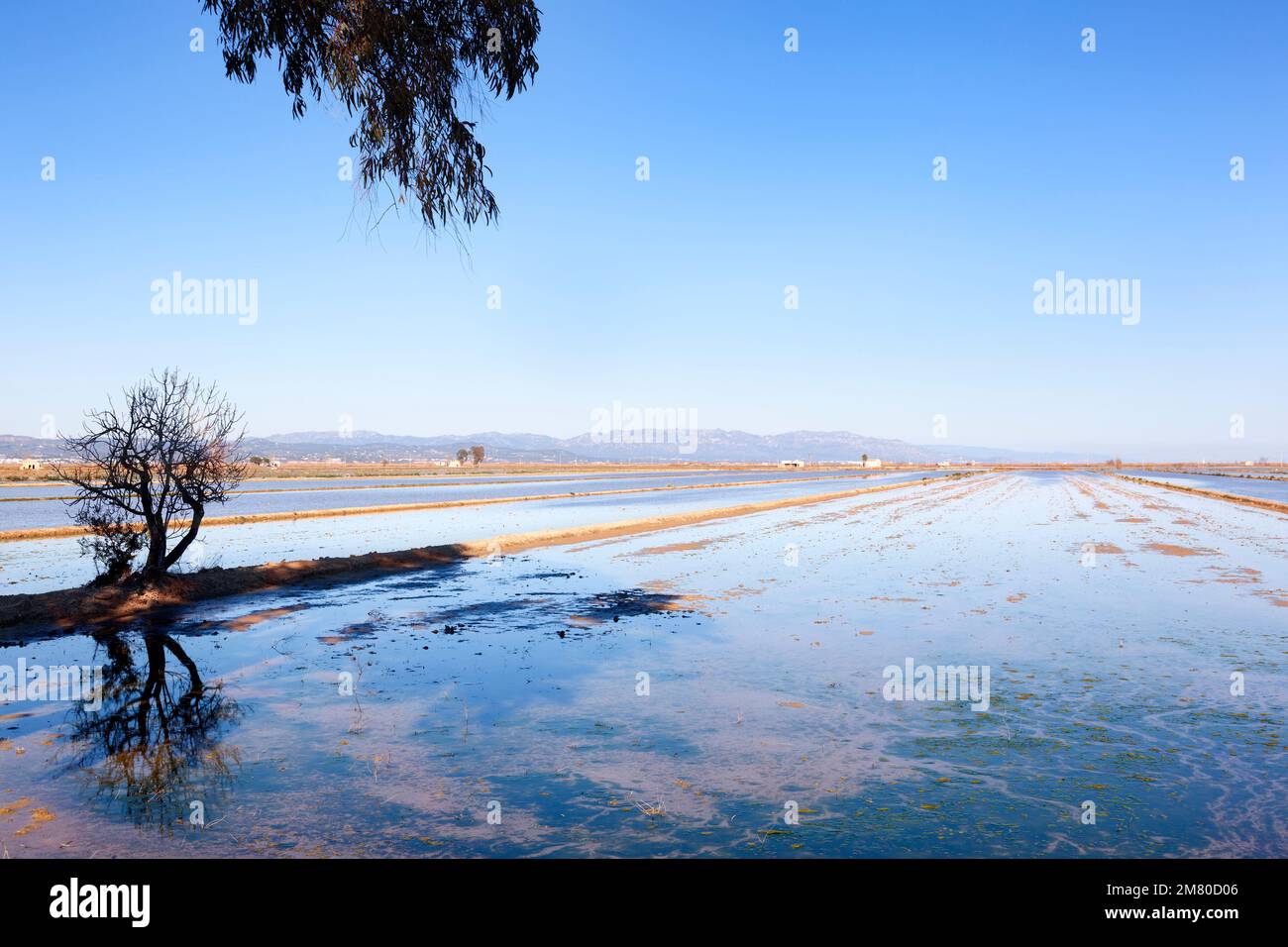 Delta of Ebro. Rice fieds Stock Photo - Alamy