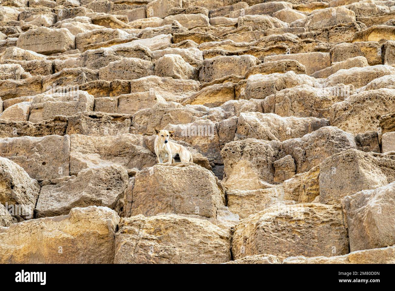 STRAY DOG AT THE FOOT OF THE CHEOPS PYRAMID CALLED THE GREAT PYRAMID ...