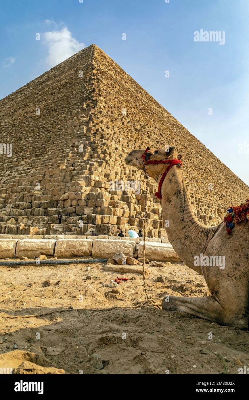 CAMEL IN FRONT OF THE CHEOPS PYRAMID CALLED THE GREAT PYRAMID, THE ...