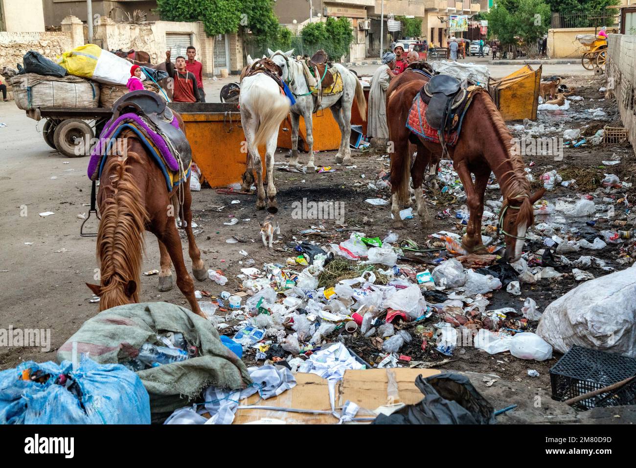 HORSES FEEDING IN THE GARBAGE OF THE CITY AT THE FOOT OF THE PYRAMIDS ...