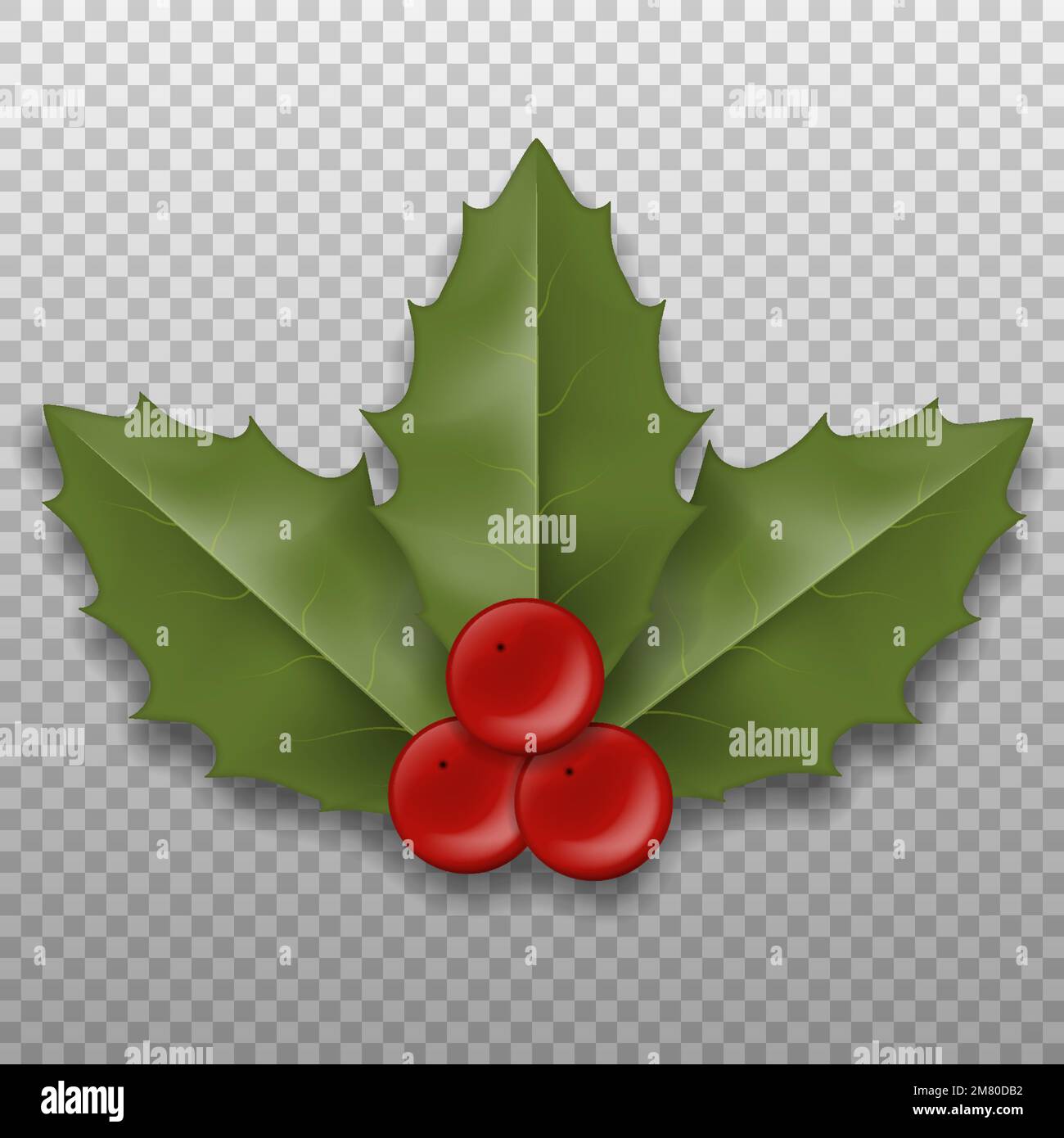Realistic Christmas Holly Berry leaves. Vector illustration. Eps 10 ...