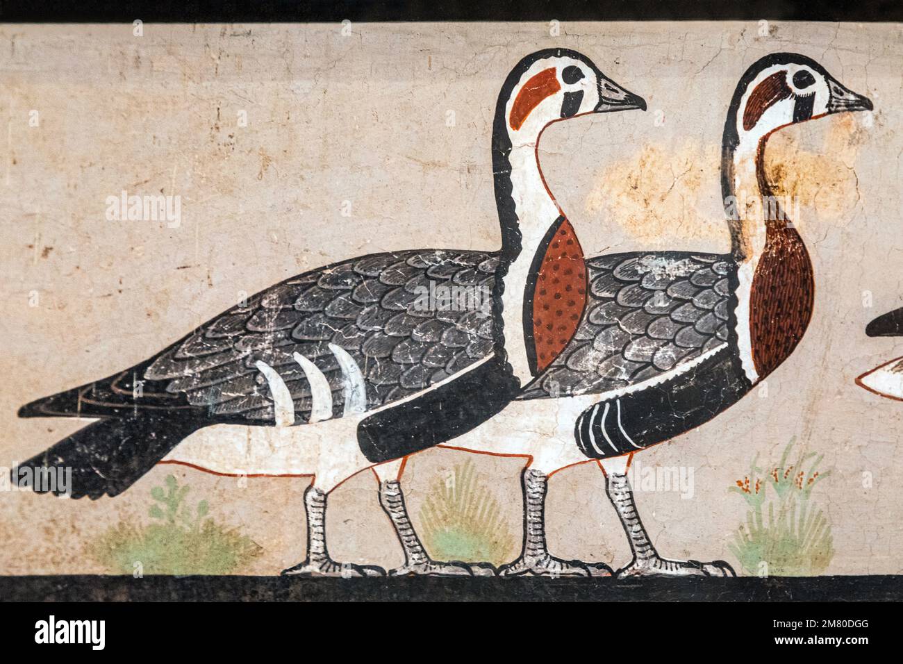 PAINTING OF A NOW EXTINCT SPECIES OF BIRD FOUND IN THE MORE THAN 4600 ...