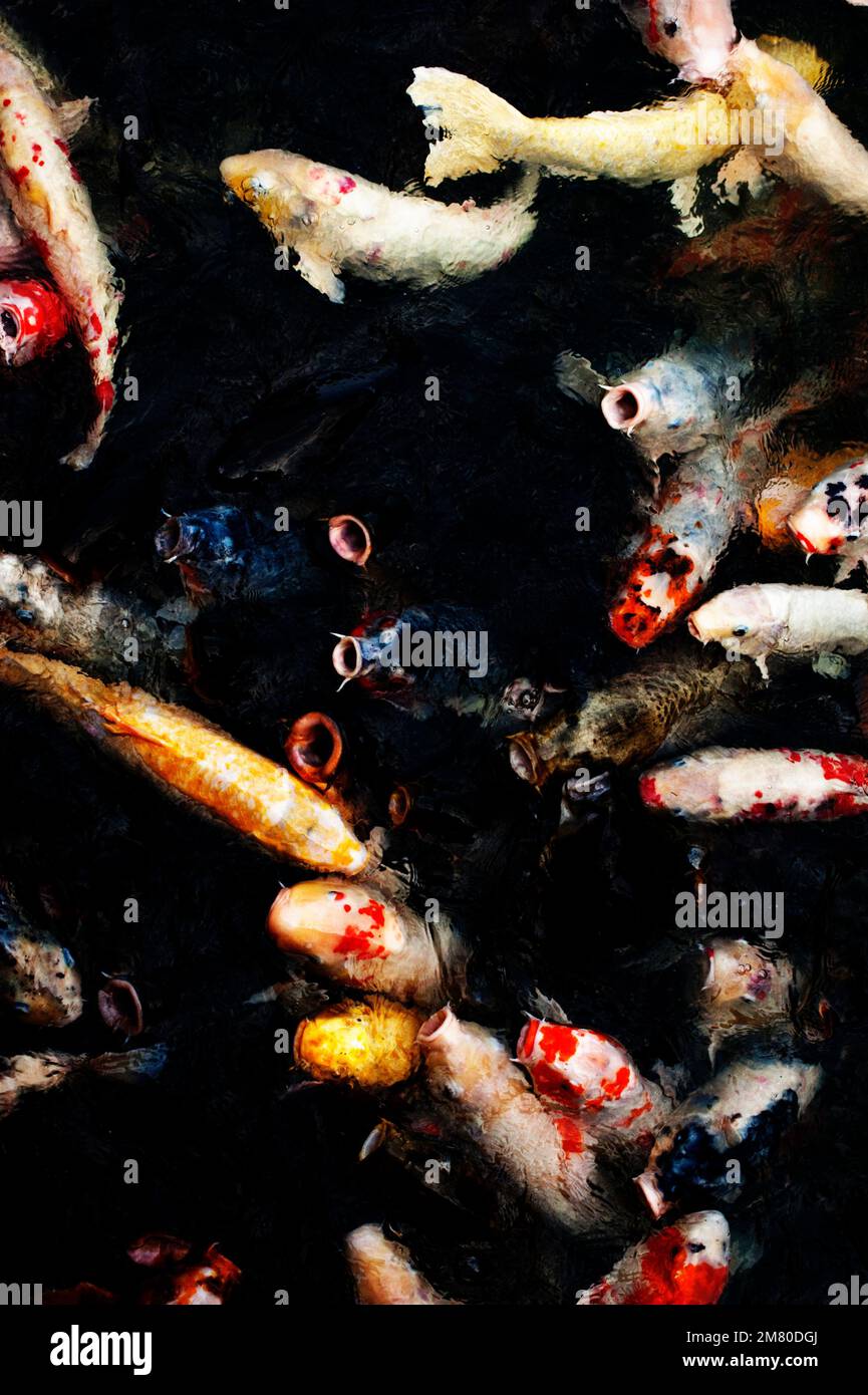 Brightly coloured koi fish rise to the surface to compete for food ...