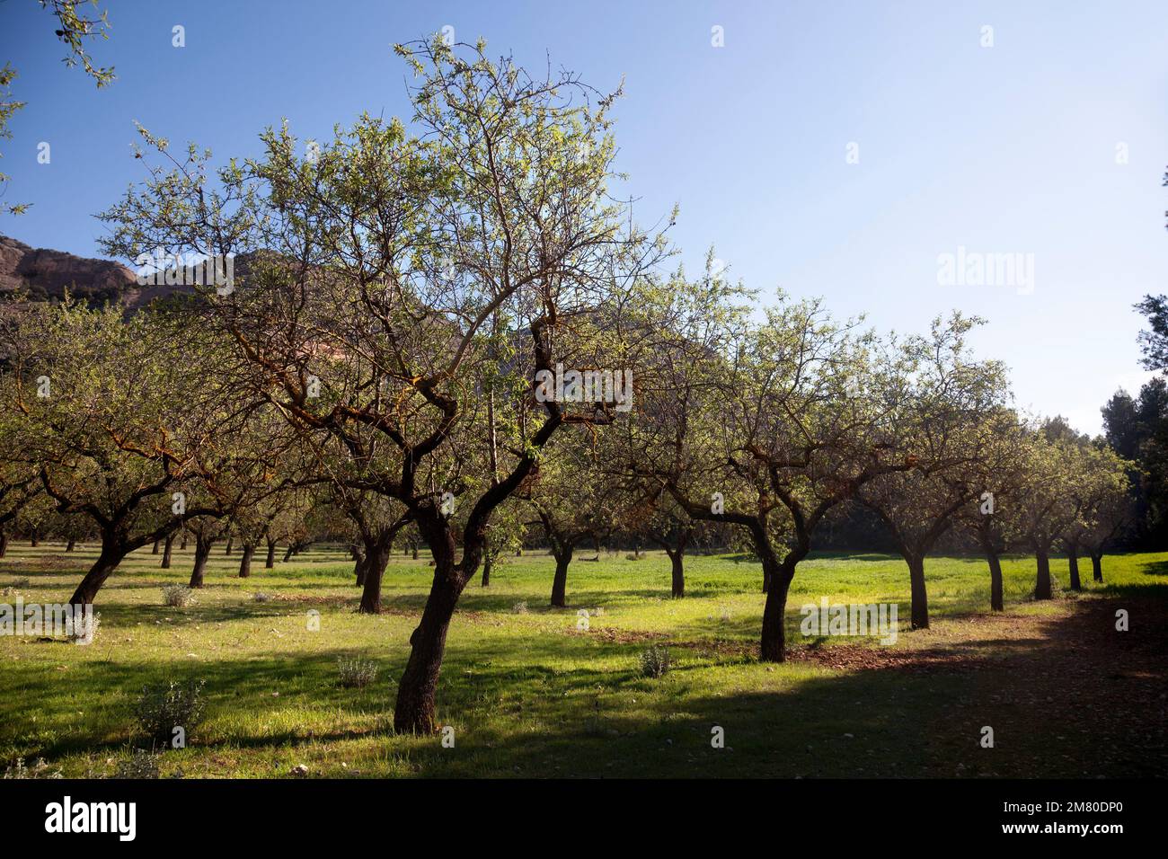 Almond Blossom field Stock Photo - Alamy