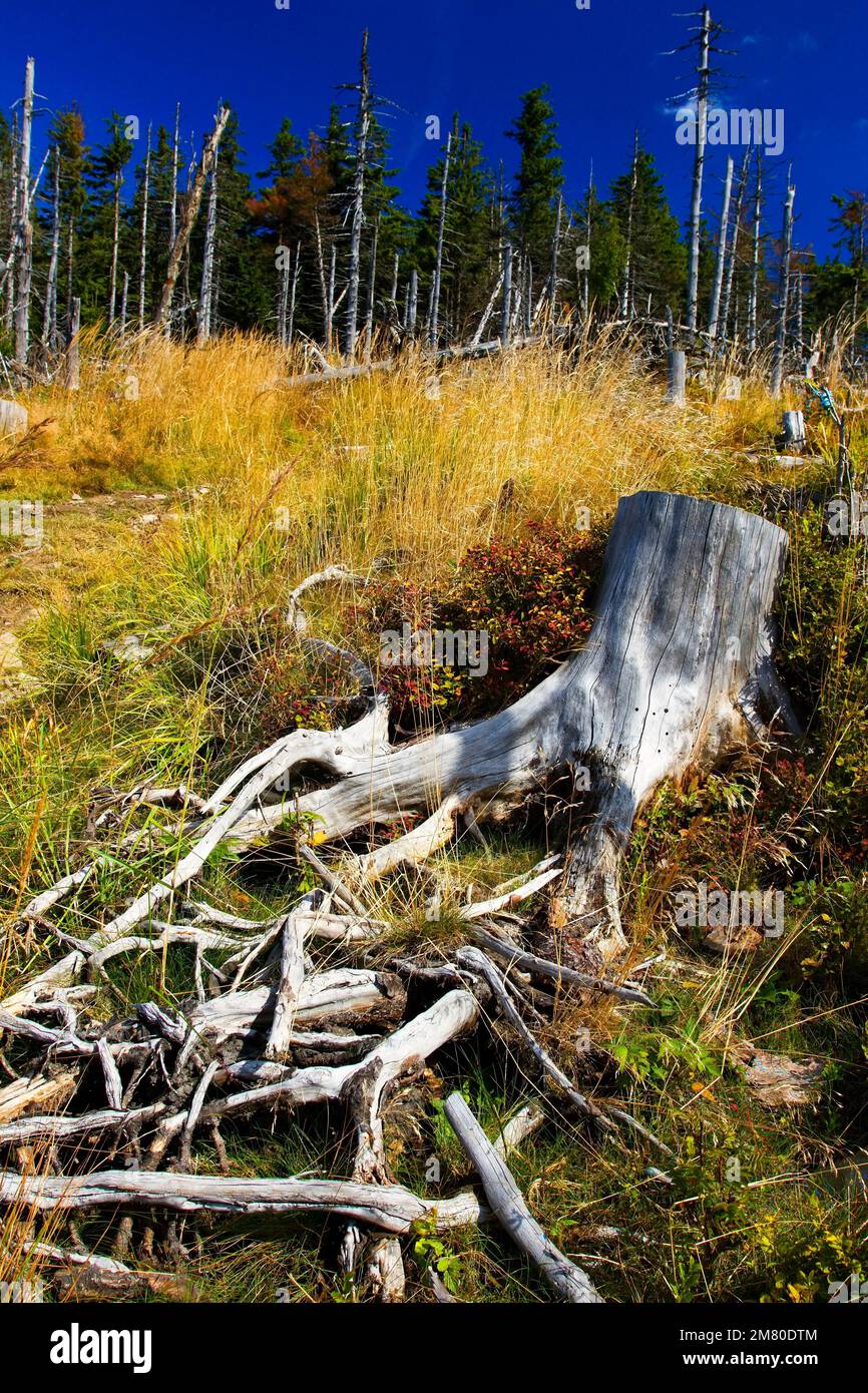 Autumn nature under the top of the mountain Smrk in the Beskydy ...