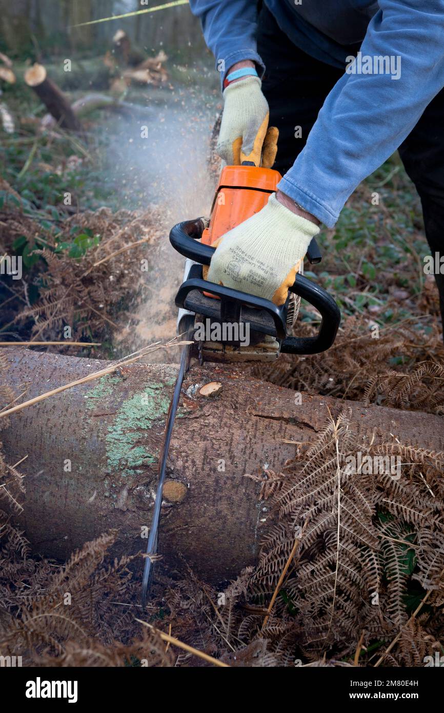 A mans hand cutting tree trunks with a chain saw in a forest Stock ...