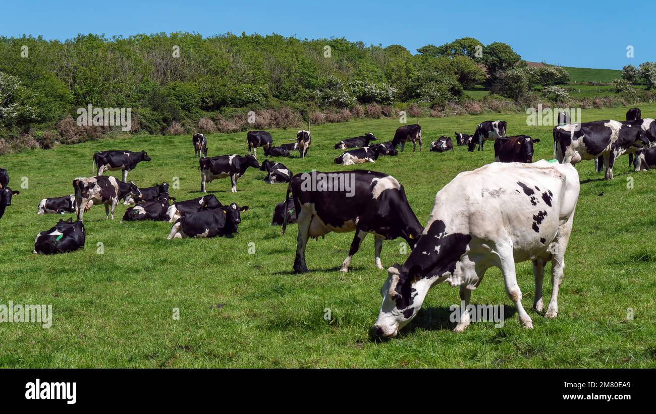 A cows on a pasture on a sunny spring day. Grazing cows on a dairy farm ...