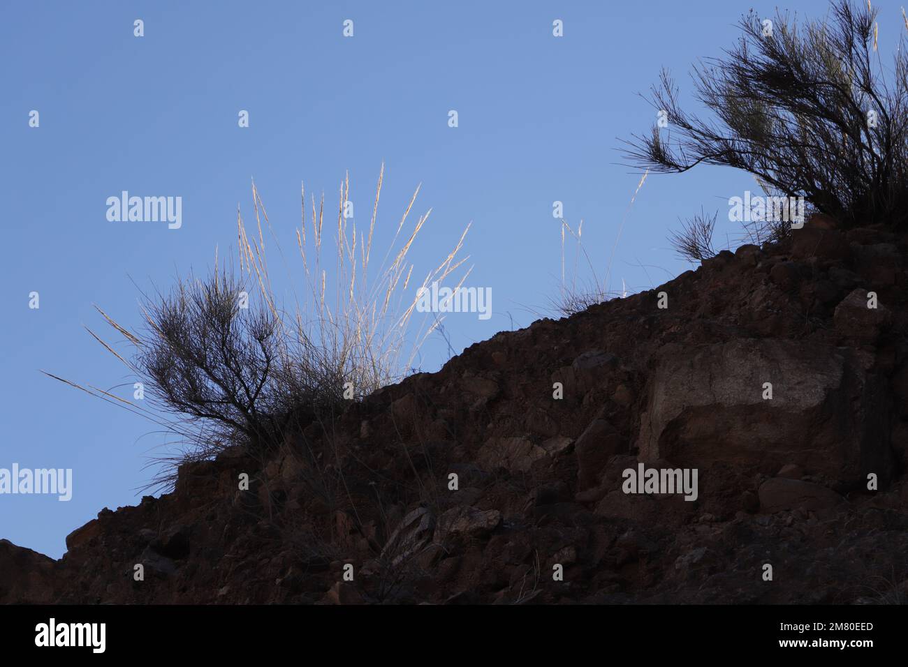 Mountaintop with 2 bushes Stock Photo - Alamy