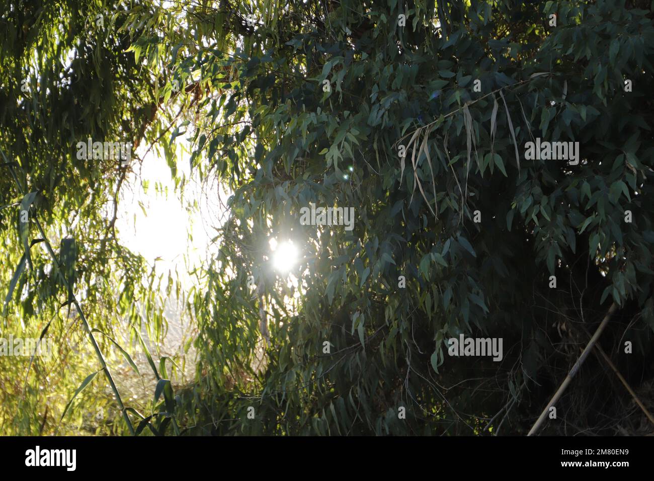 sunlight shines through the leaves of a tree Stock Photo - Alamy