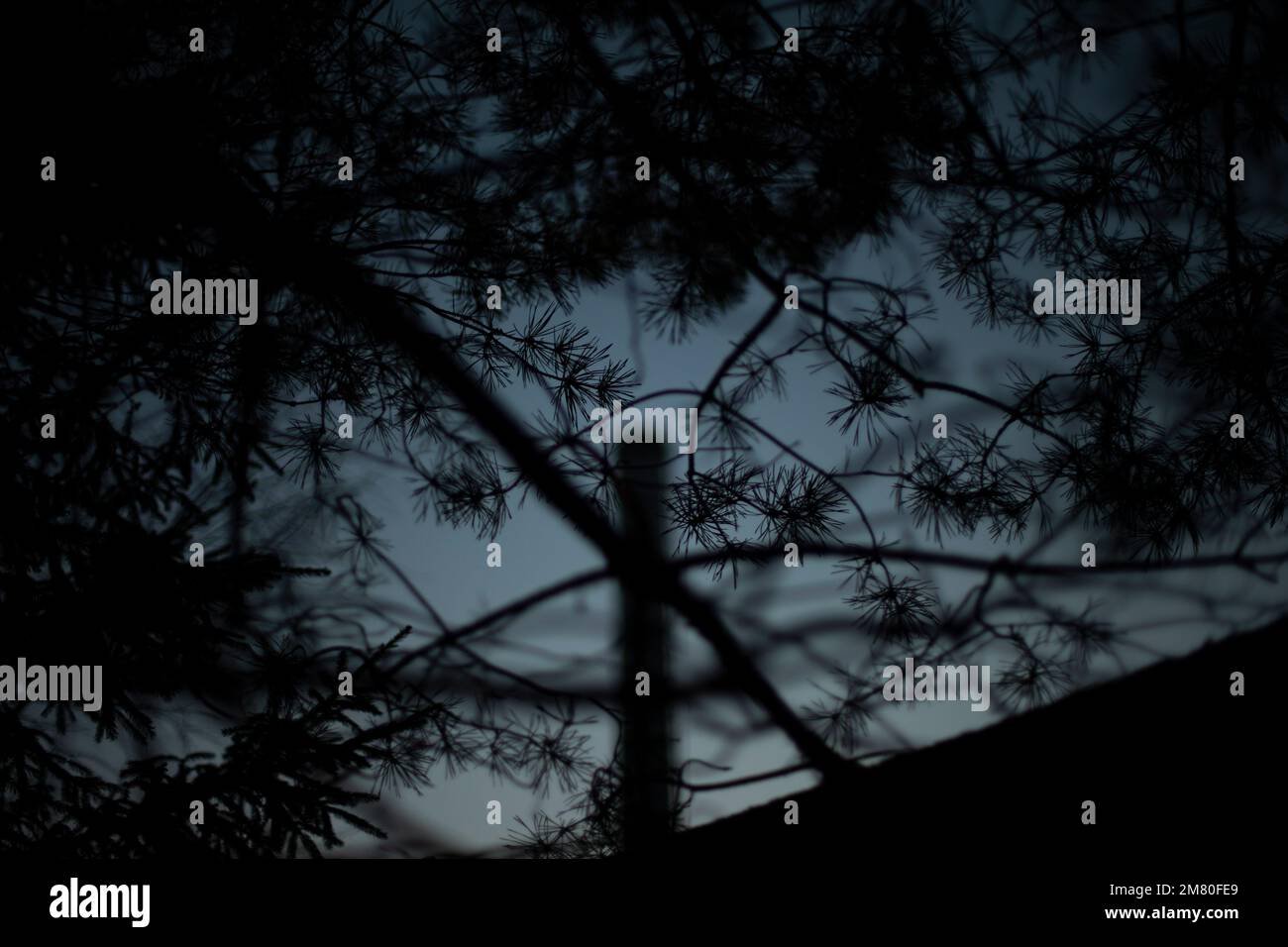 Dark background forest. Plants in dark. Tangle branches. View through ...