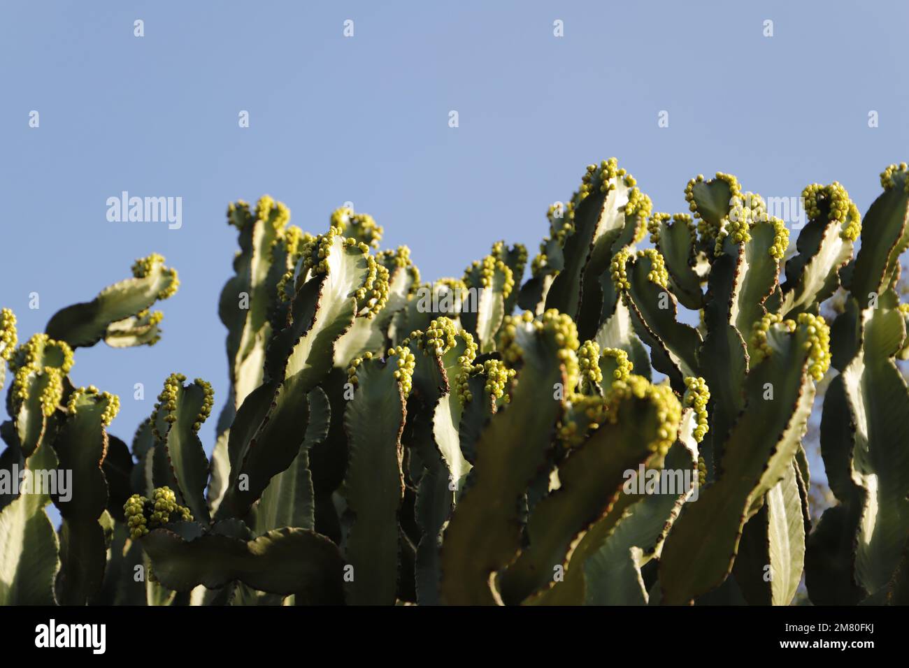 Typical cactus in spain hi-res stock photography and images - Alamy