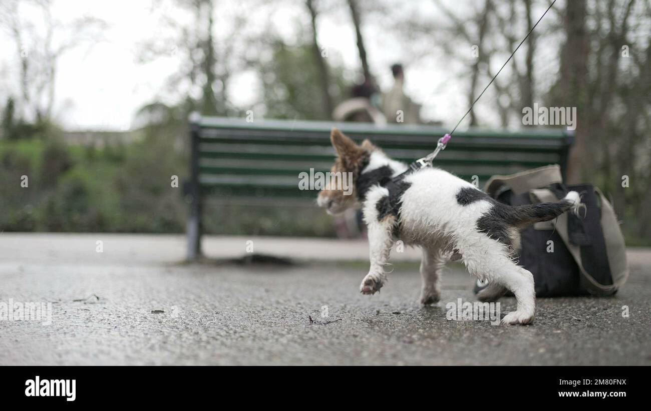 Puppy dog barking outside. canine animal barks wearing leash3 Stock ...