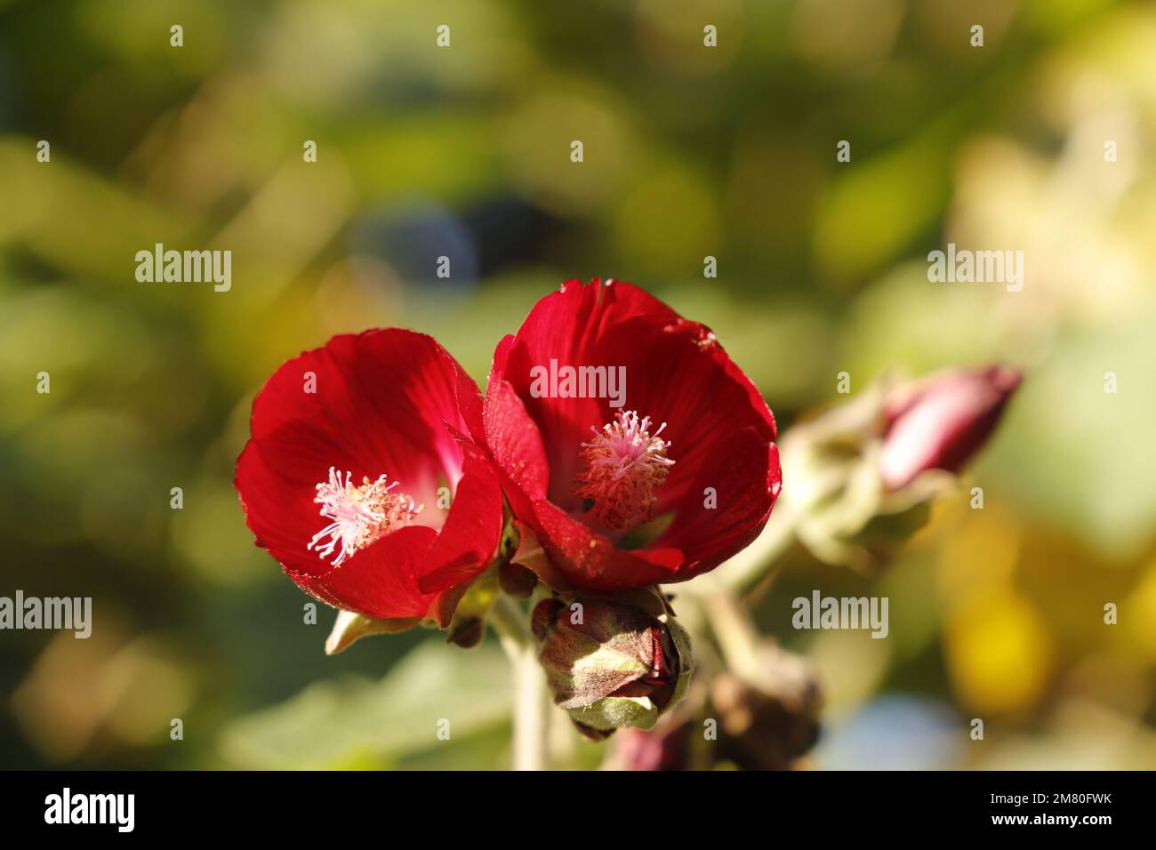 Abutilon flower plant blossoms hi-res stock photography and images - Alamy