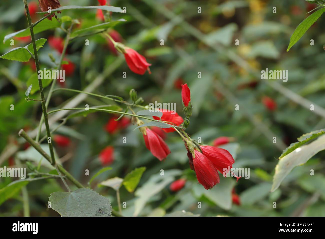 Abutilon flower plant blossoms hi-res stock photography and images - Alamy