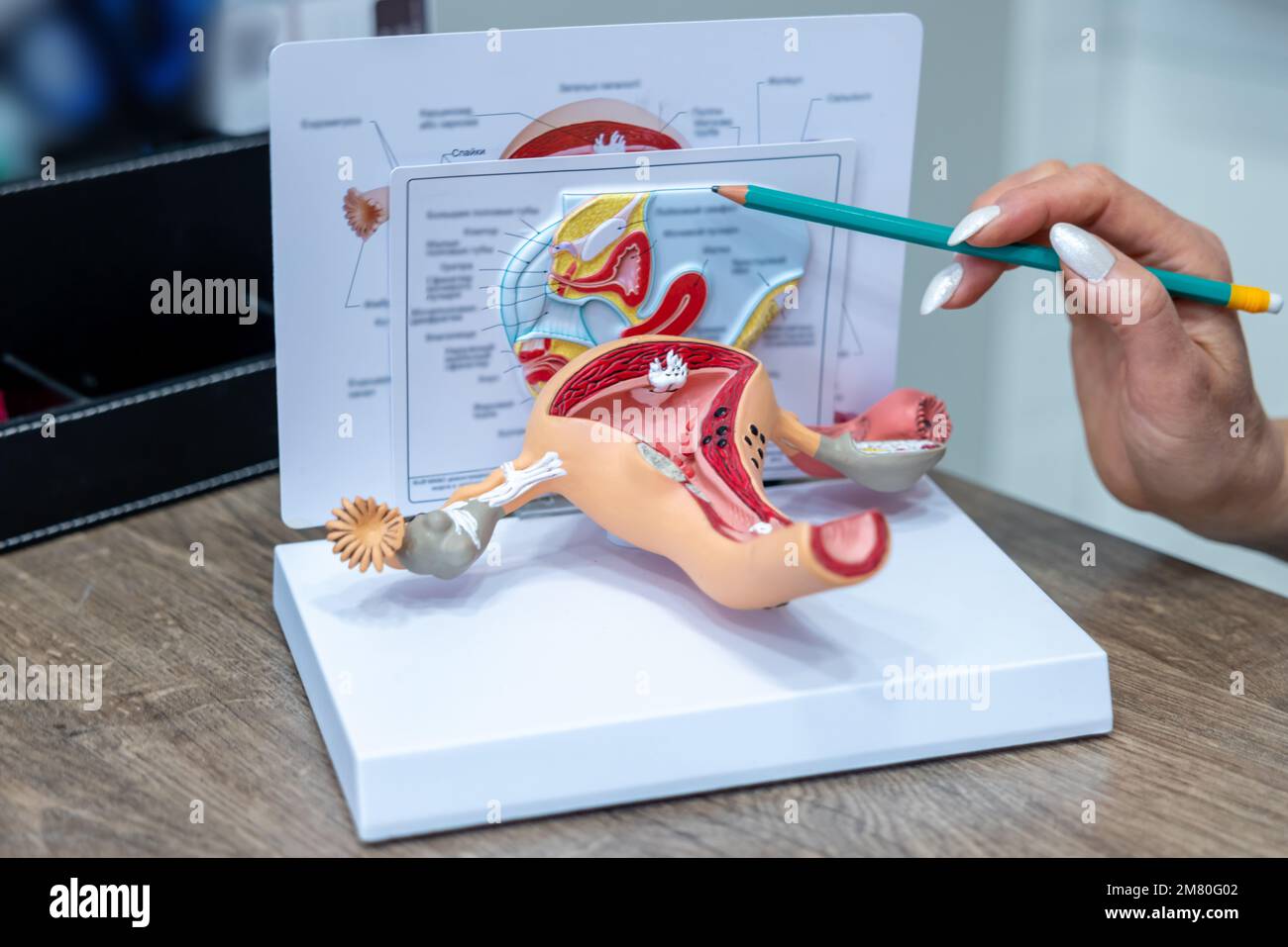 Doctor showing anatomical model of female reproductive system Stock ...