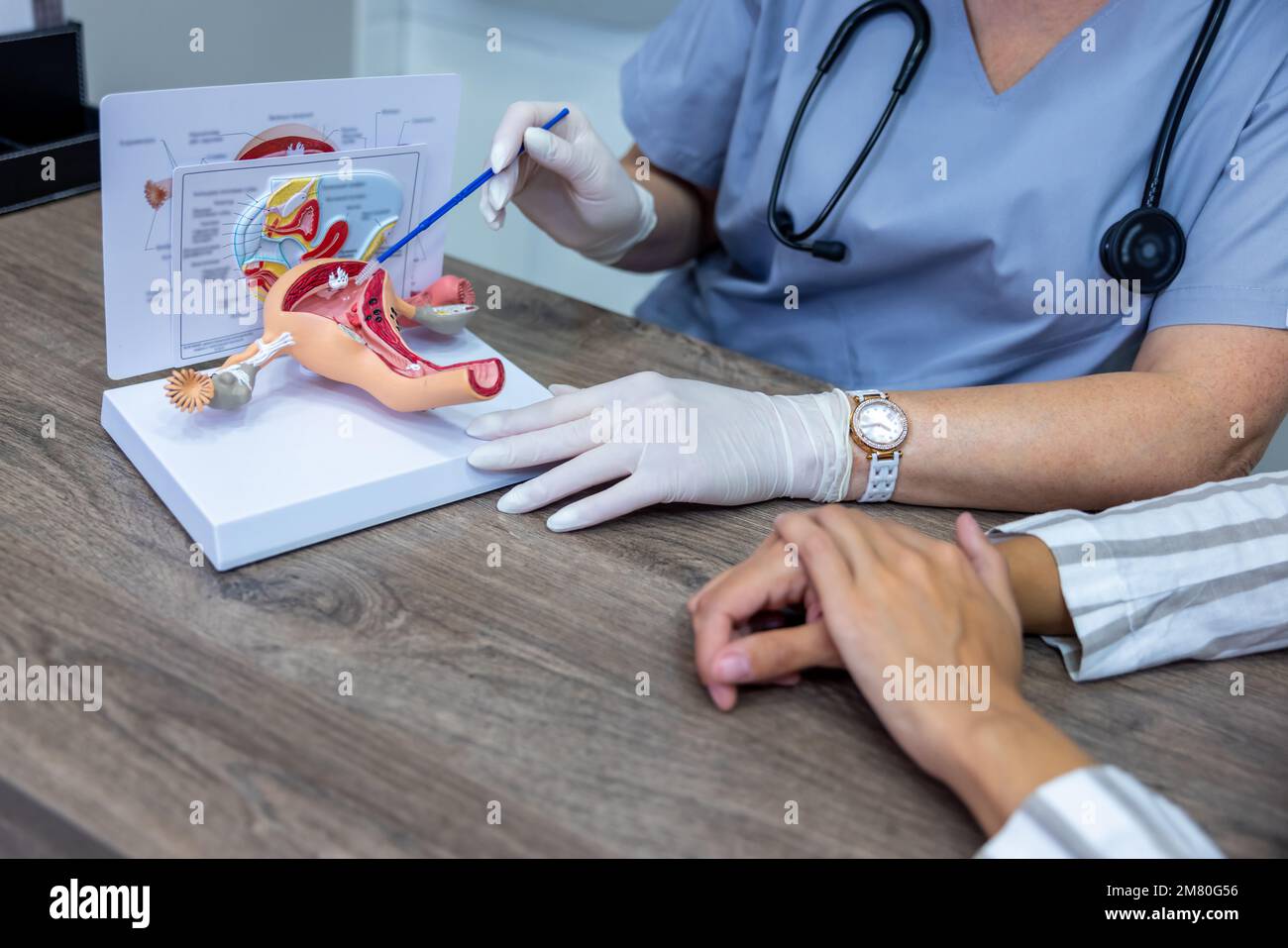 Female reproductive system model hi-res stock photography and images ...