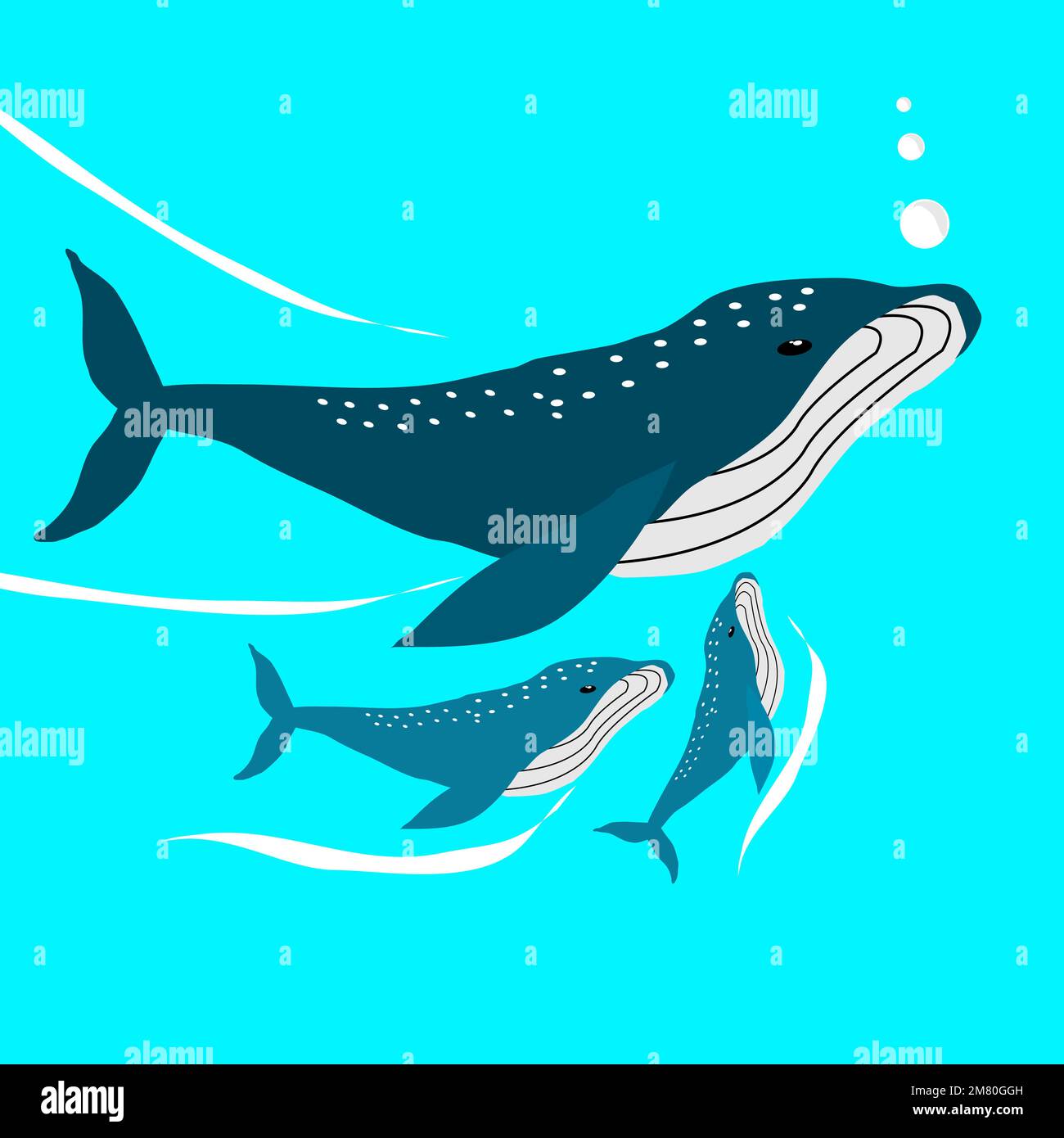 Vector illustration of Blue whale isolated on white background Stock ...