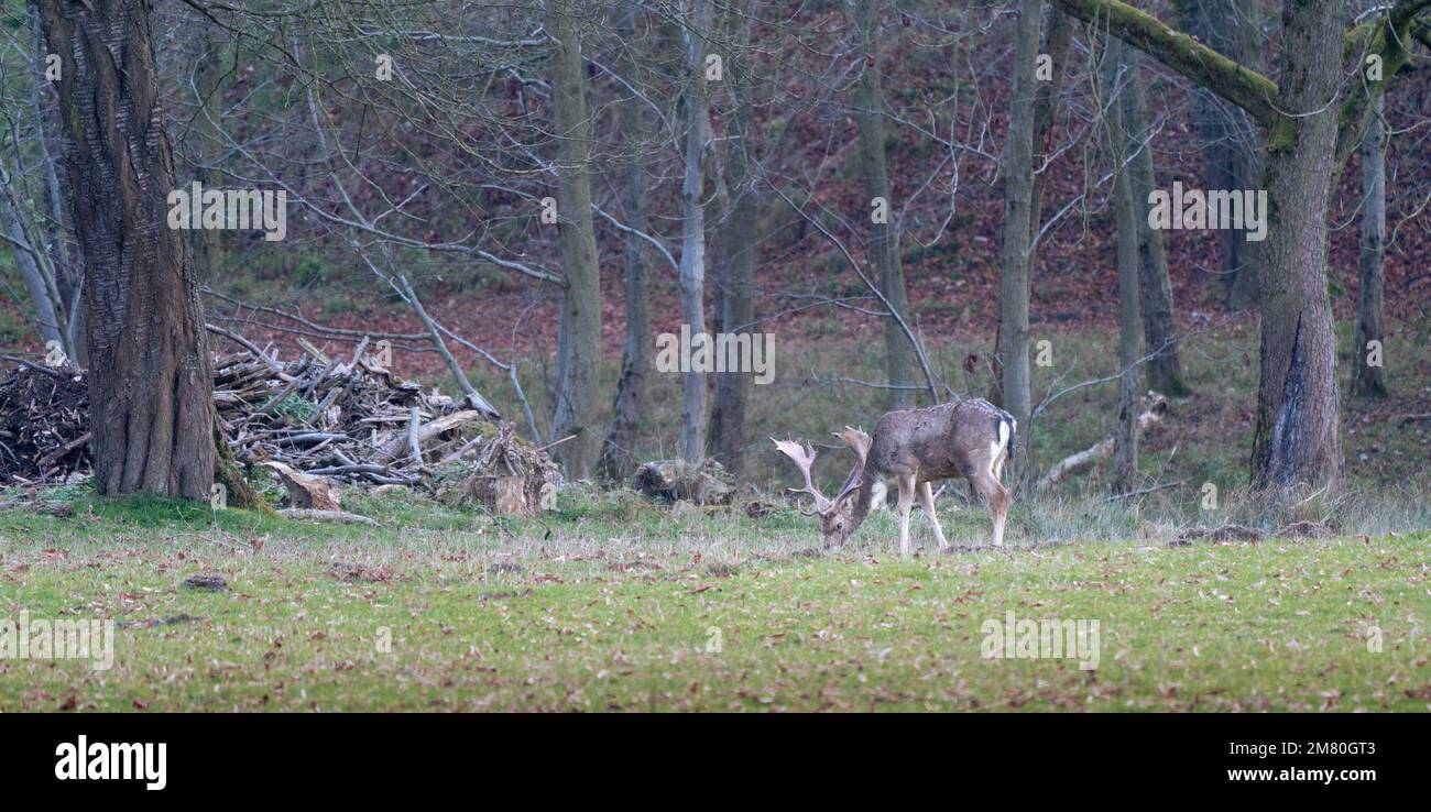 Beautiful specimen of European fallow deer,Dama dama, also known as the ...