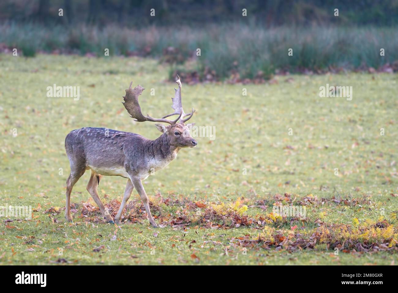 Beautiful specimen of European fallow deer,Dama dama, also known as the ...