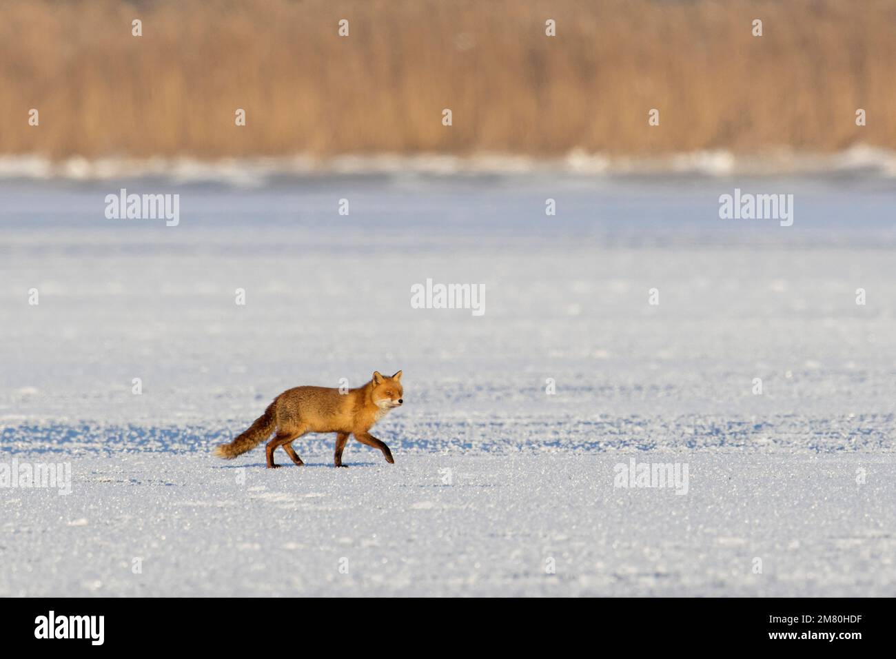 Red fox (Vulpes vulpes) hunting / foraging on ice of frozen lake in ...