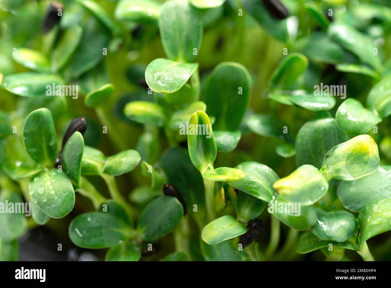 Microgreen foliage background. Close-up of sunflower microgreens ...