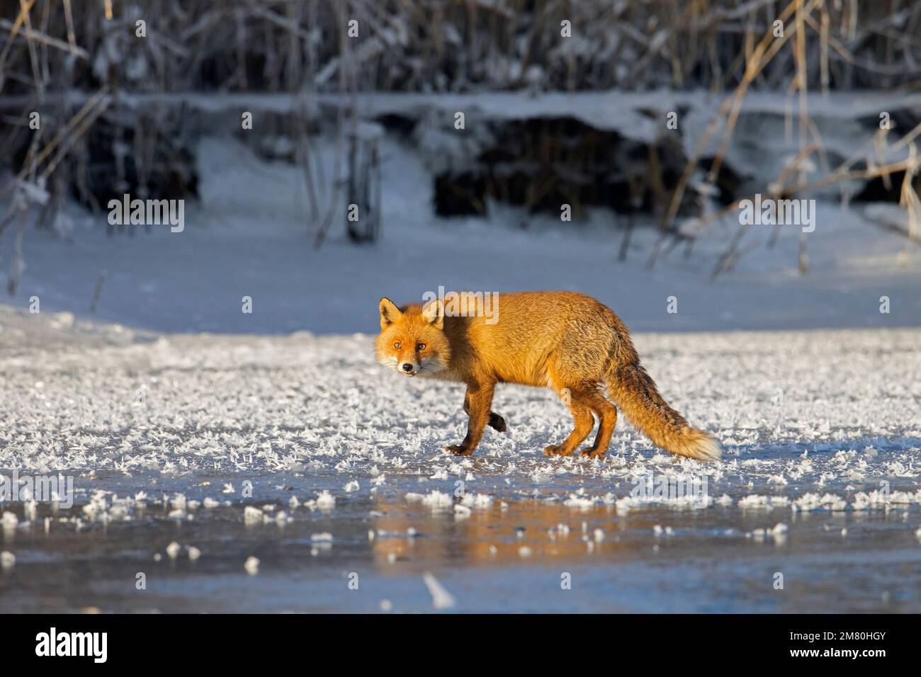 Solitary red fox (Vulpes vulpes) hunting / foraging along reedbed / reed bed on ice of frozen ...