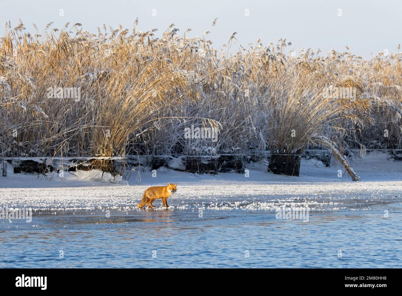 Solitary red fox (Vulpes vulpes) hunting / foraging along reedbed ...