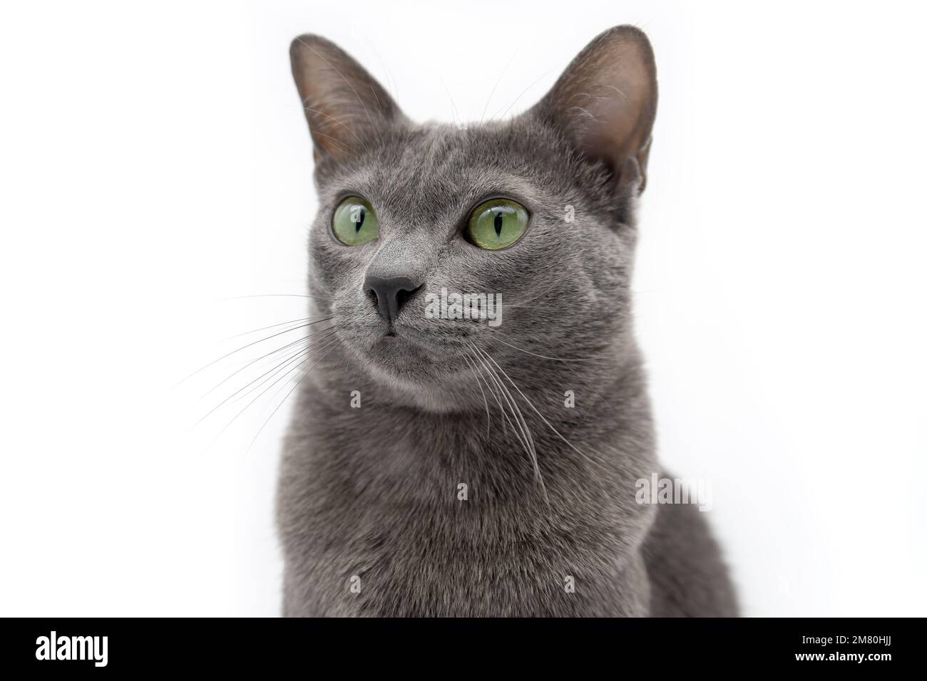 Grey cat on white background - Korat breed Stock Photo - Alamy