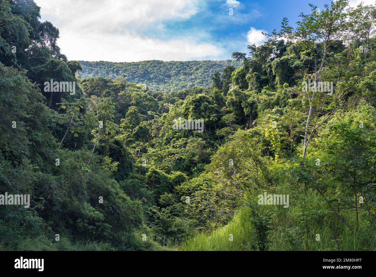 Tropical rainforest in the Sierra Madre del Sur Mountains of Oaxaca ...