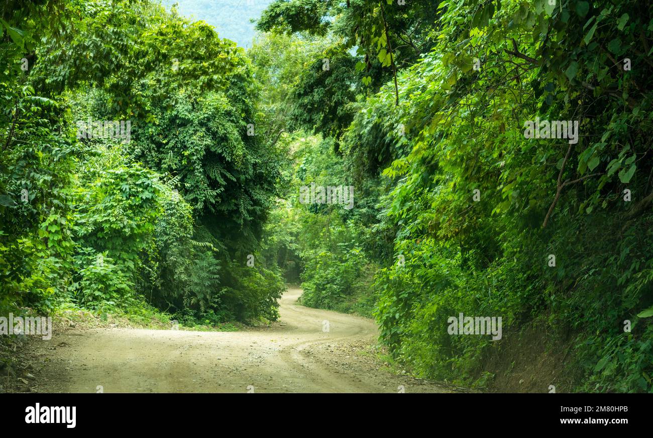 A dirt road through the rainforest ihe Sierra Madre del Sur Mountains ...