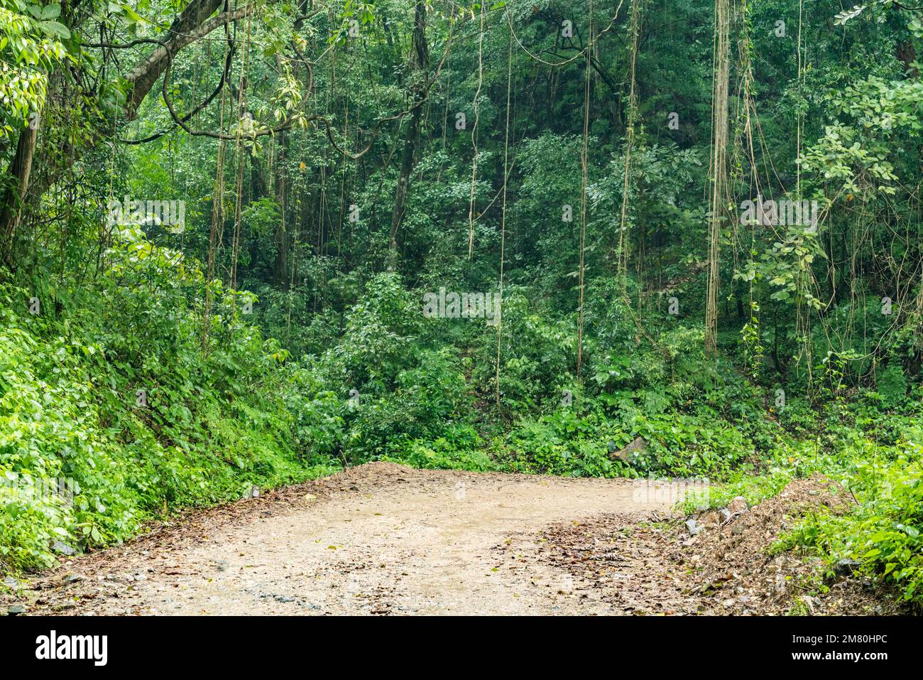 Rain on unpaved road through the rainforest in the Sierra Madre del Sur ...