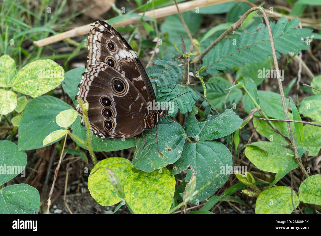 A Blue Morpho butterfly, Morpho peleides, perches on a leaf in the ...