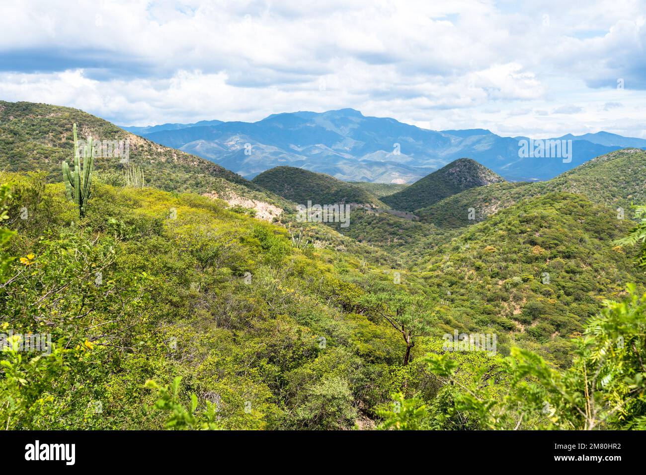 Mexico sierra madre cactus hi-res stock photography and images - Alamy
