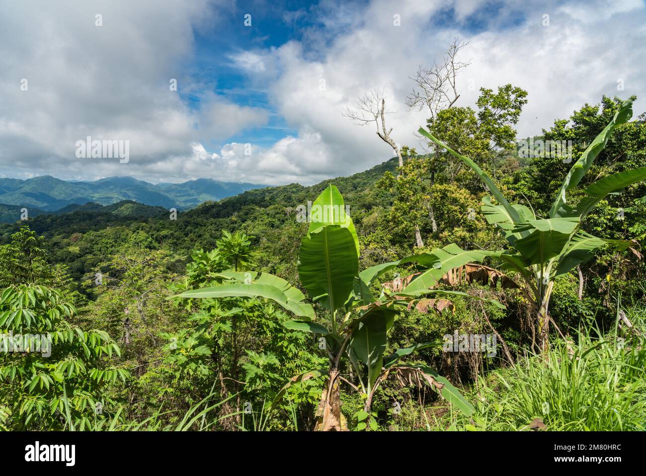 Tropical rainforest and banana plants in the Sierra Madre del Sur ...