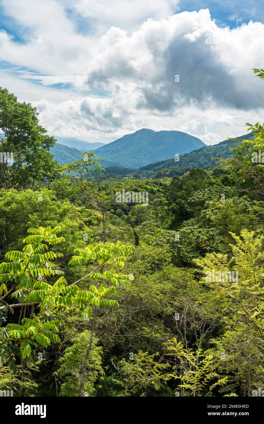 Tropical rainforest in the Sierra Madre del Sur Mountains of Oaxaca ...
