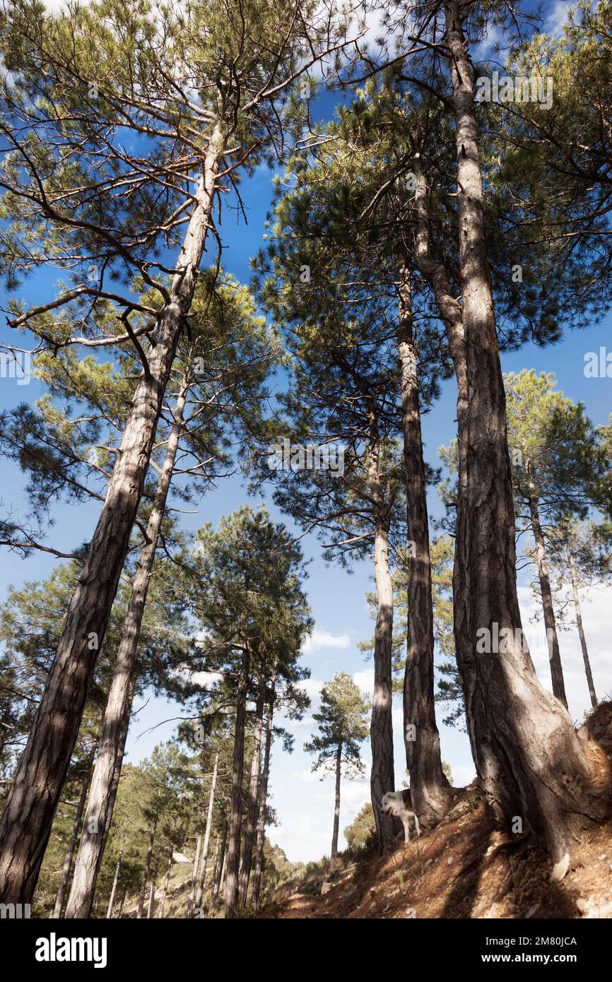 Trees on the way to La Picosa peak. Fuentespalda. Spain Stock Photo - Alamy