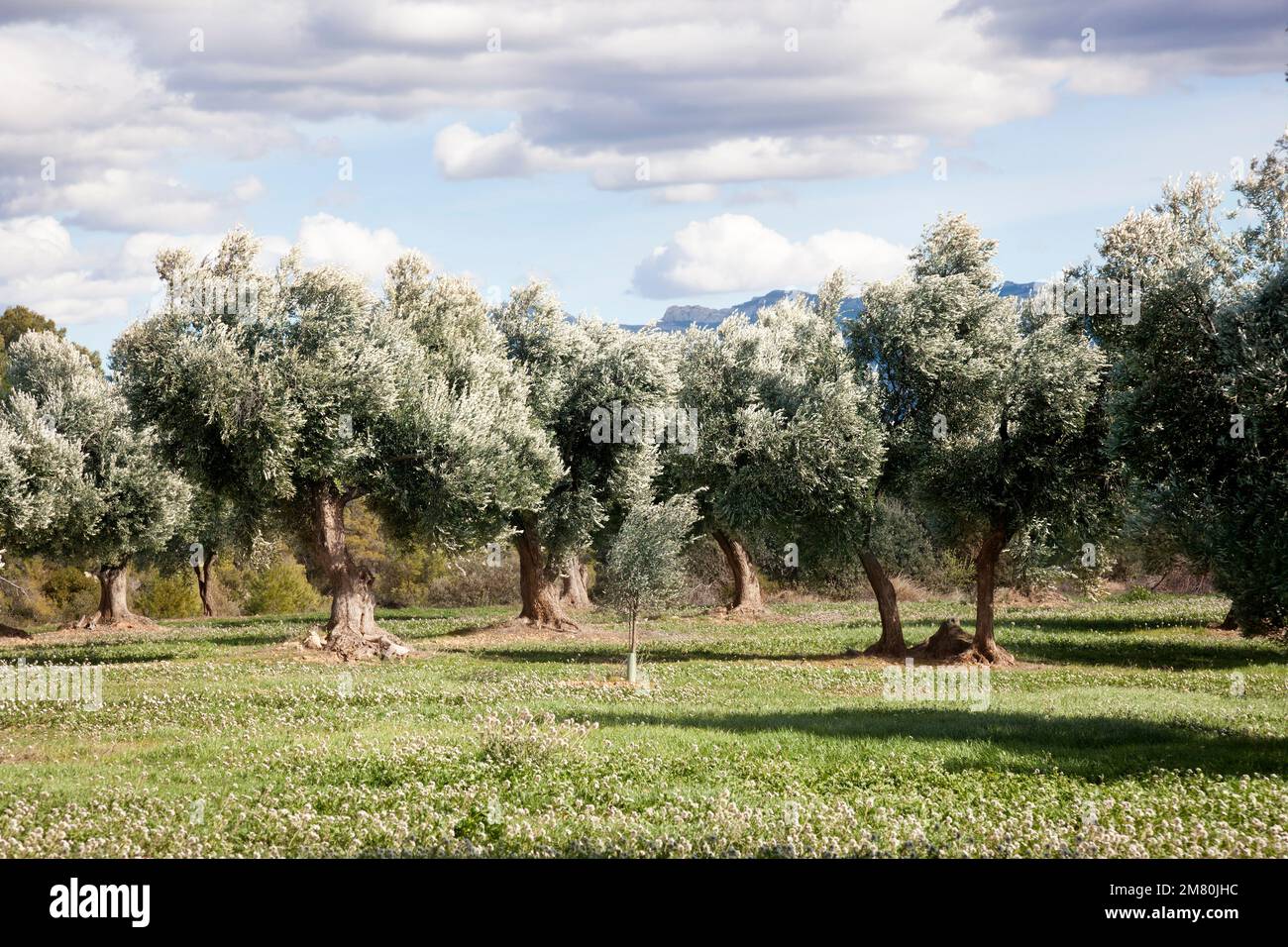 Dramatic sunset olive tree in hi-res stock photography and images - Alamy