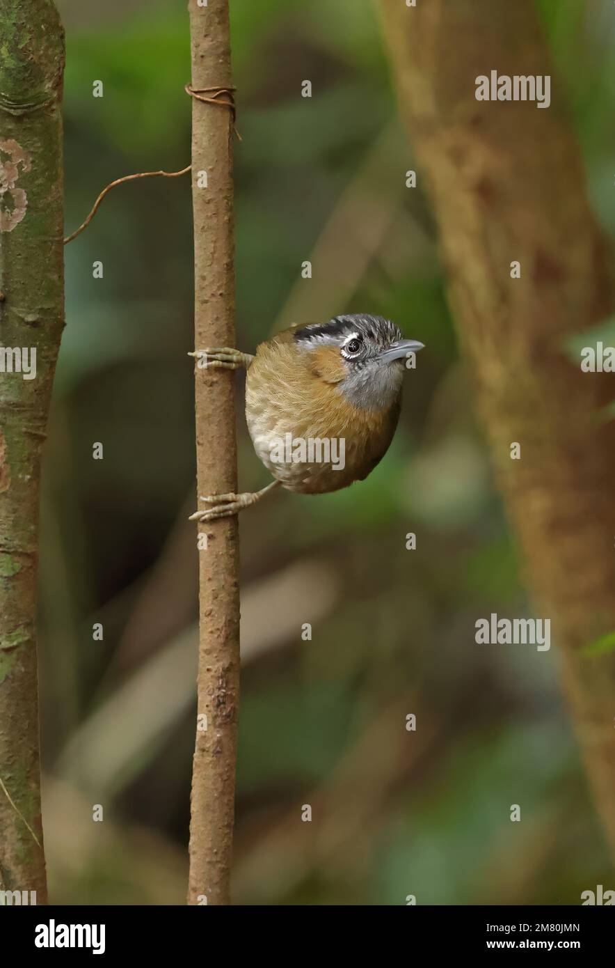 Grey-throated Babbler (Stachyris nigriceps rileyi) adult clinging to ...
