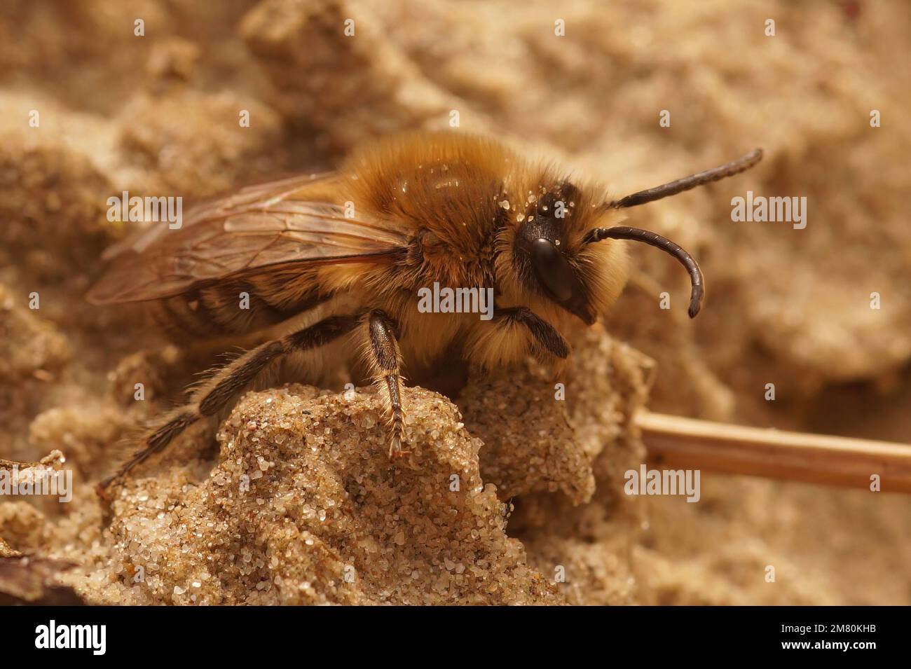 Natural closeup on a male spring mining Early cellophane solitary bee ...