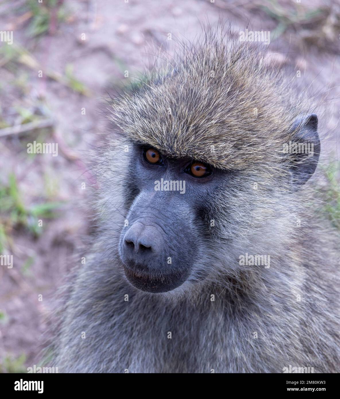 detail of The olive baboon (Papio anubis), also called the Anubis ...