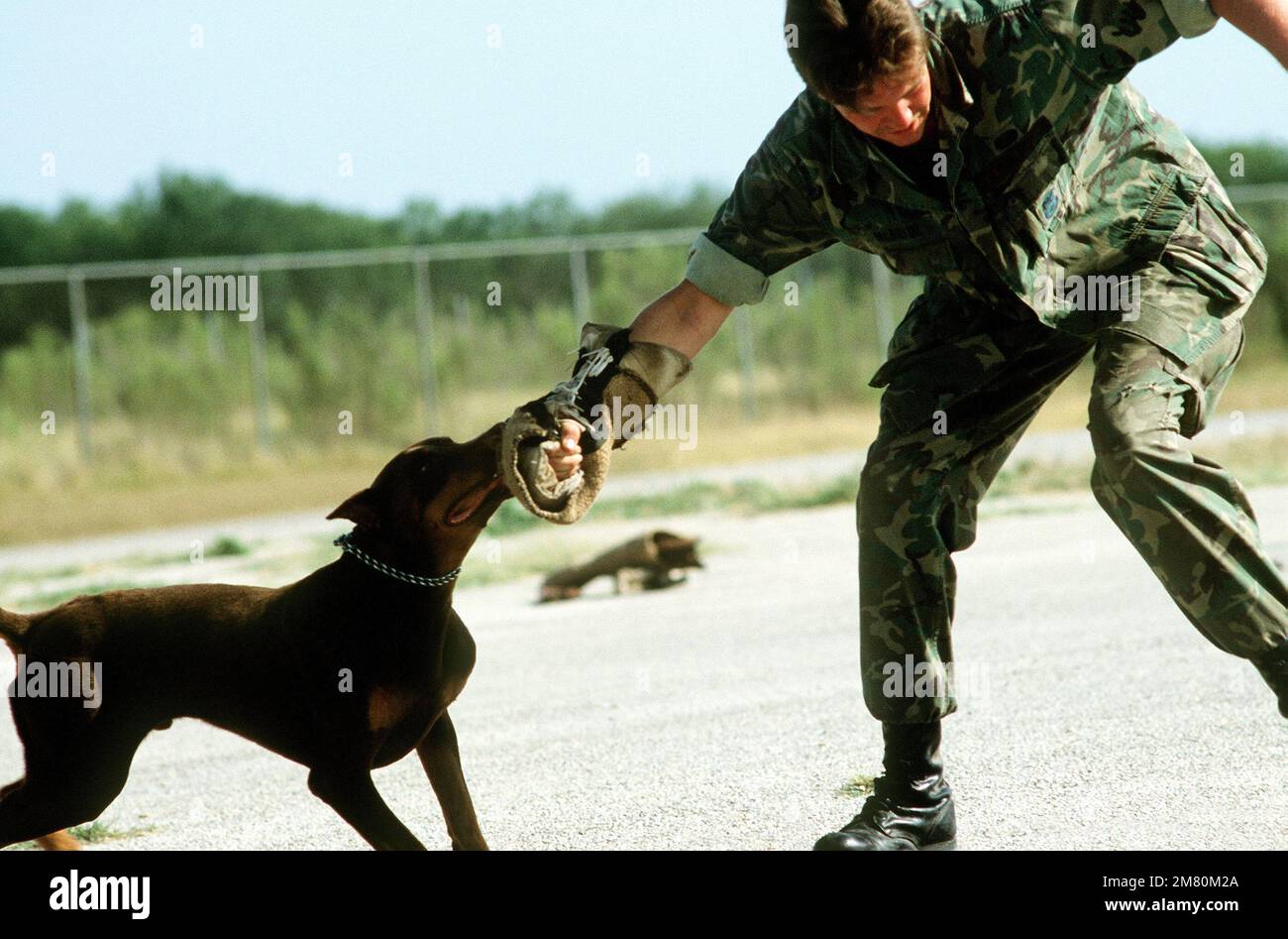 Doberman Pinscher Attack Owner