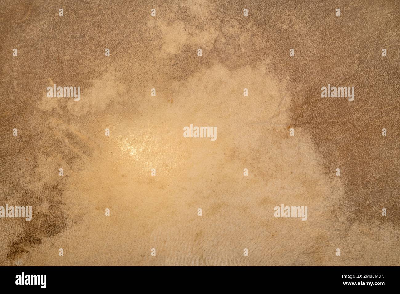 texture of a goat skin on a shaman frame drum with backlight Stock ...