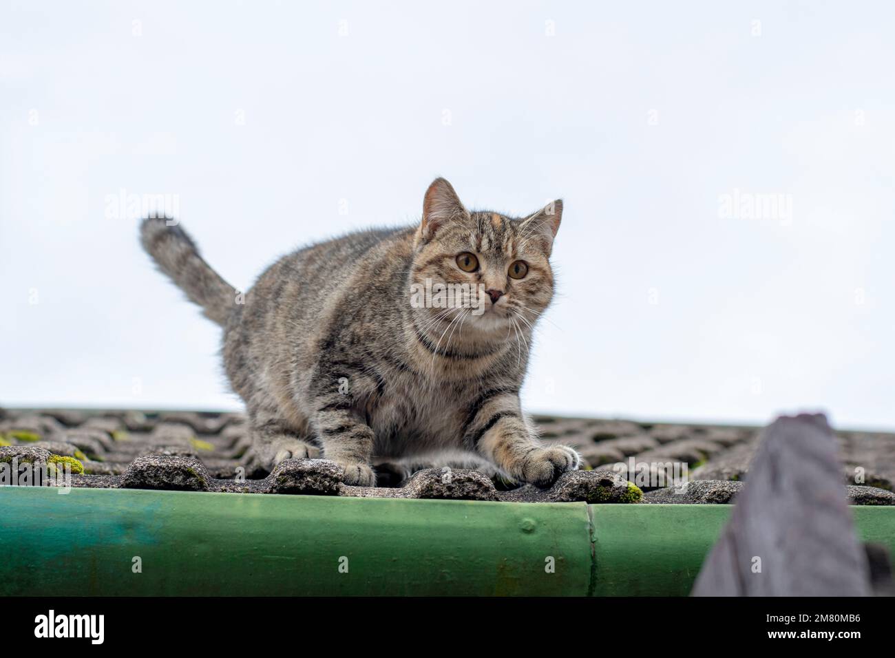 Cute grey stripped cat ready to jump from the old tiled roof Stock ...
