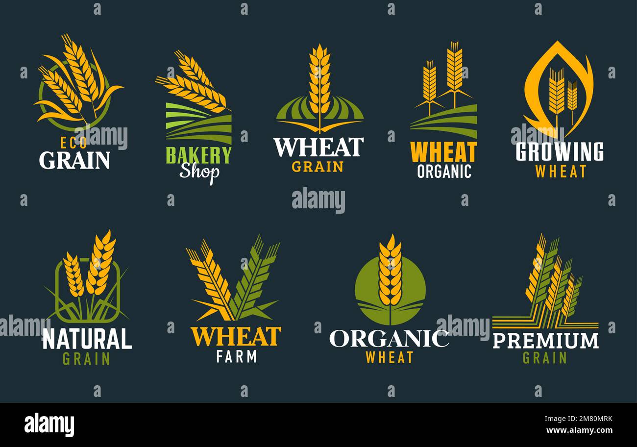 Agriculture cereal ears and spikes. Wheat, rye, barley, rice, millet ...