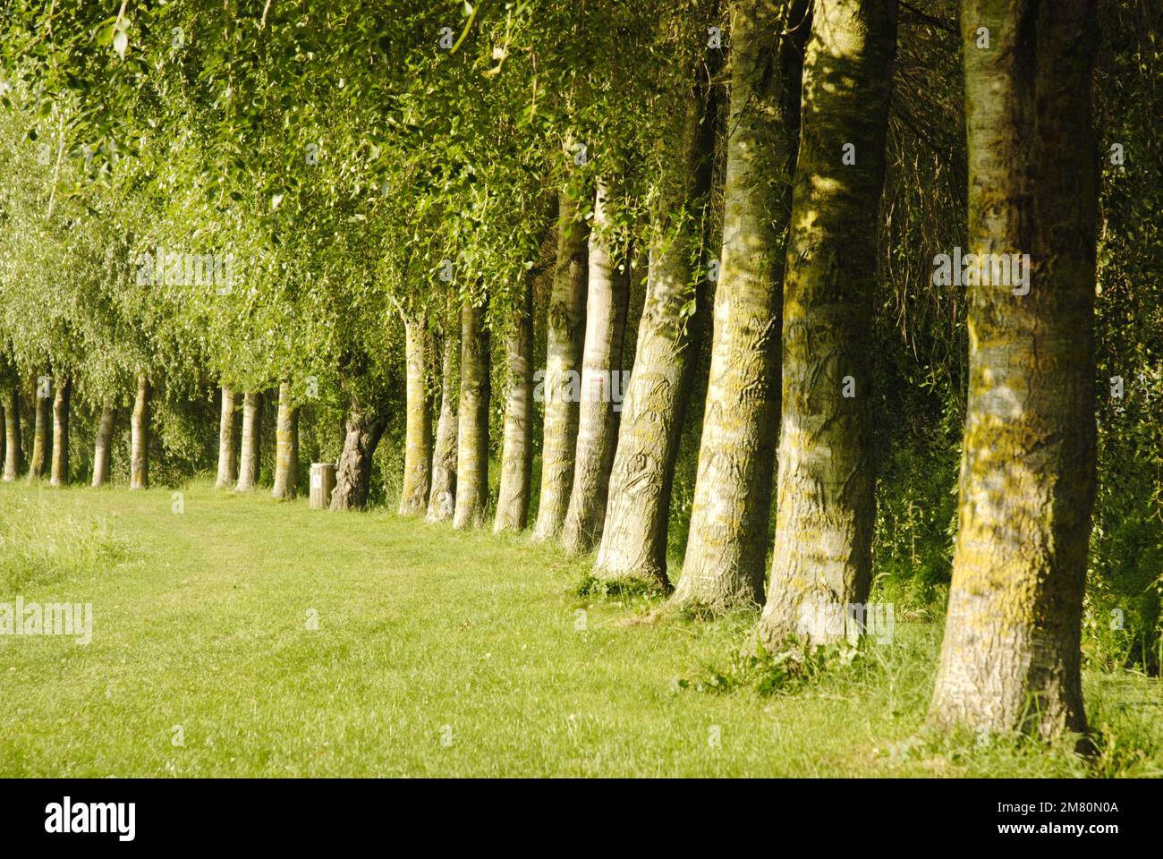 green trees with thick trunks in a row Stock Photo - Alamy