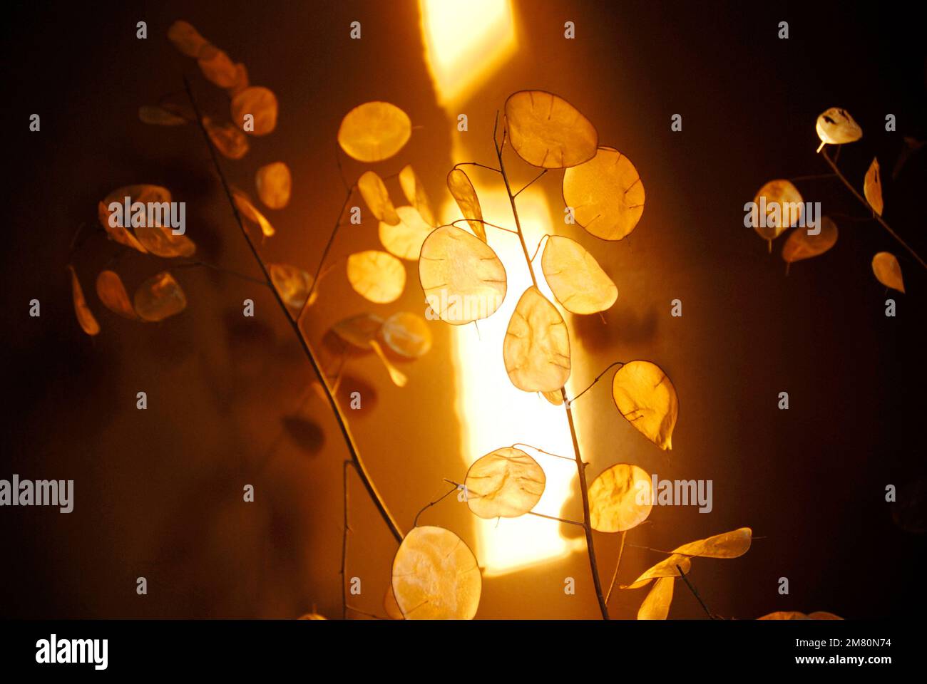 Dry plant in front of a ray of light Stock Photo - Alamy