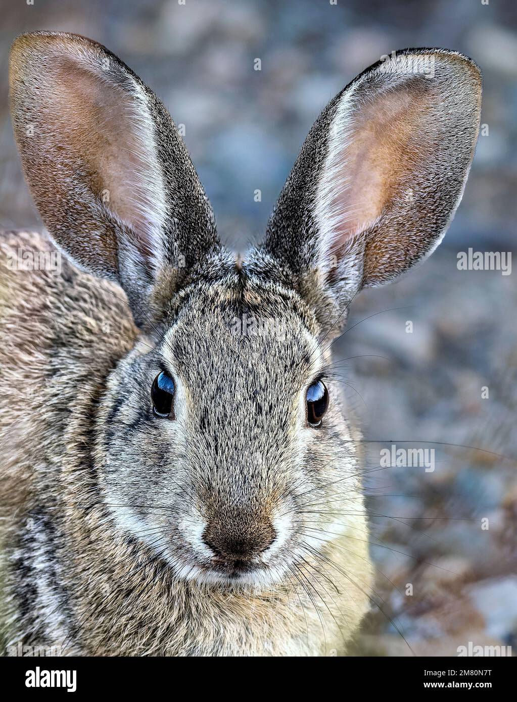 Closeup Of Rabbit Stock Photo - Alamy