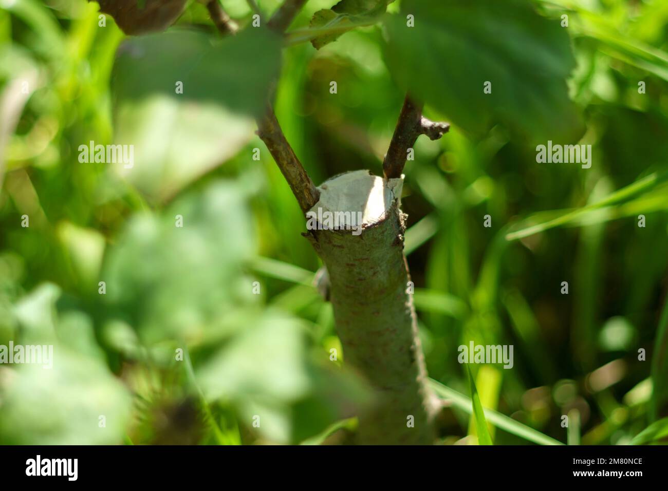 Gardening. Graft an apple tree. Green sprouts of a grafted apple ...